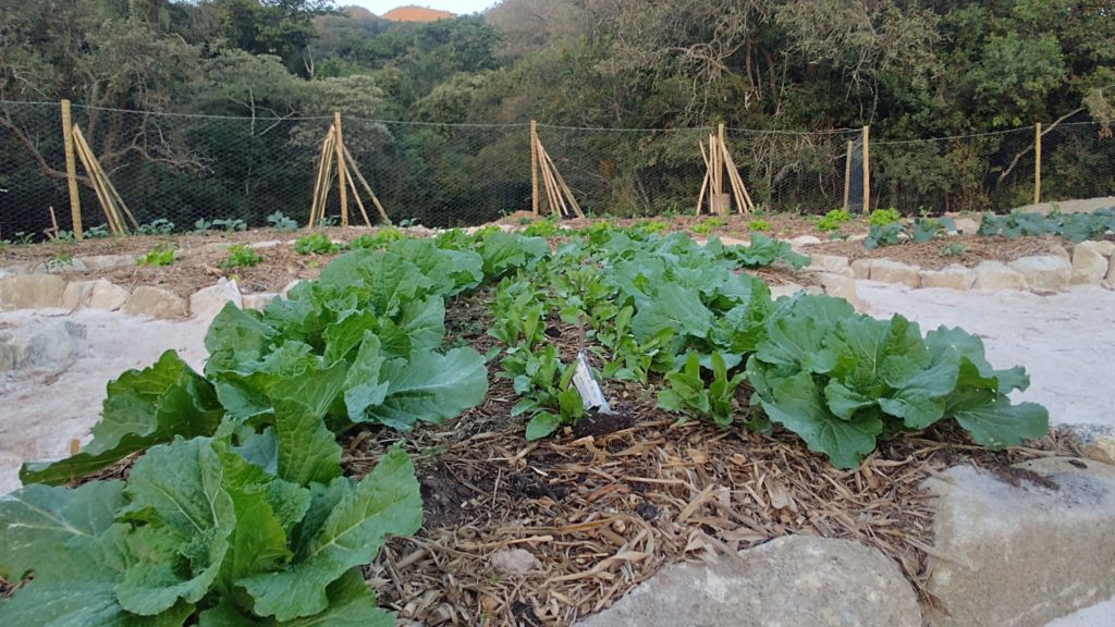 Mandala Garden Plants Thriving - Lua do Arco-íris